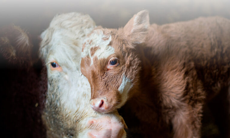 Nuevo tratamiento para la bronconeumonía catarral en terneros